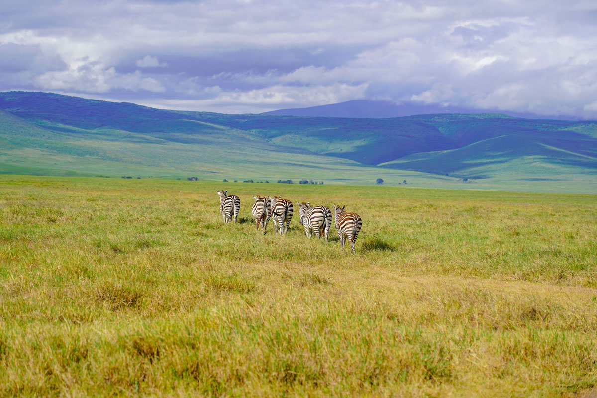 Ngorongoro Crater – Africa In Action